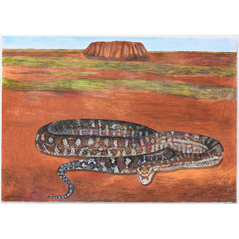 Centralian Carpet Python - Arts Project Australia