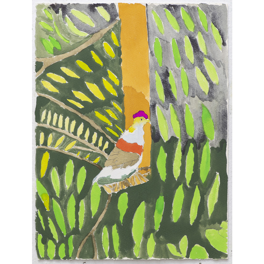 A Male Superb Fruit Dove - Arts Project Australia